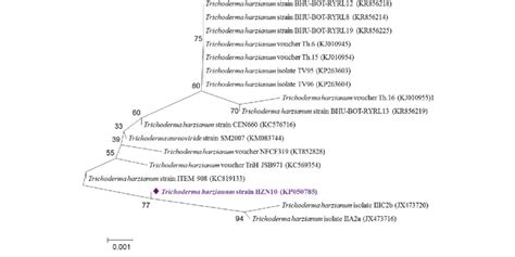 Phylogenetic Tree Was Constructed With 18s Rdna Sequence Of Isolated