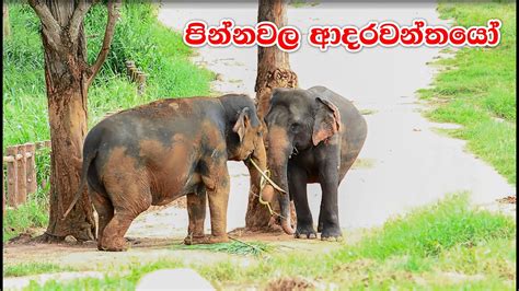 පින්නවල ආදරවන්තයෝ😍 Pinnawala Lover Elephant Youtube