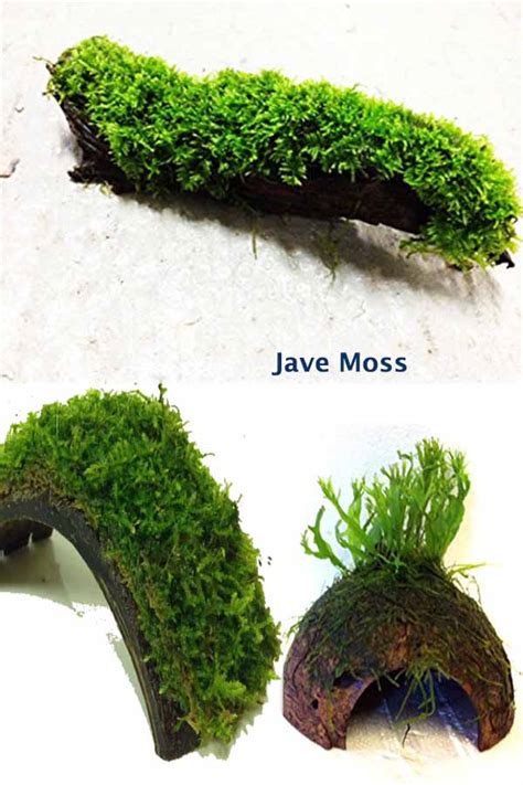 A Delicate Moss Java Moss Save Our Green