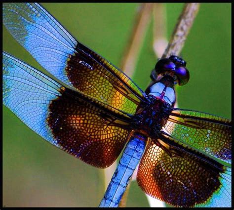 What Is A Dragonfly Look Like At Lilly Yarnold Blog