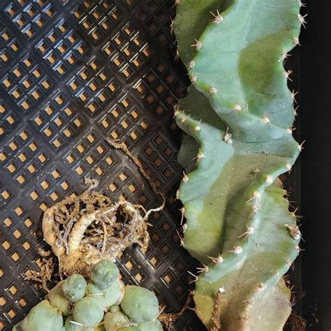 Opuntia Reticulata Cobra - Etsy