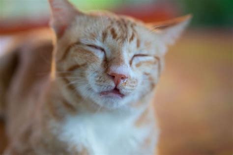 What Cat Owners Should Know About Nasal Polyps Cats Chef