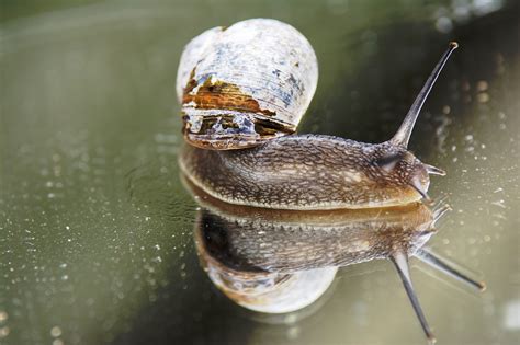 Snail Mollusk Detail Free Photo On Pixabay Pixabay
