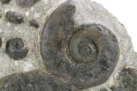 7 8 Plate Of Devonian Ammonite Fossils Morocco 259696 For Sale