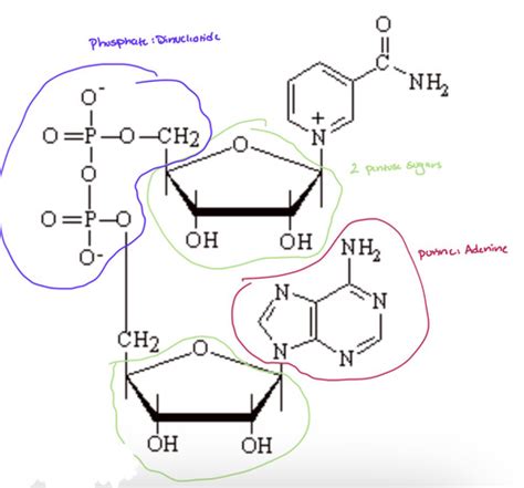 Microbial Metabolism Flashcards Quizlet
