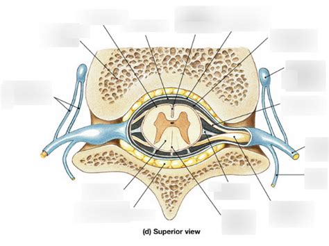 Diagram Of Spinal Cord Mater Layers Quizlet