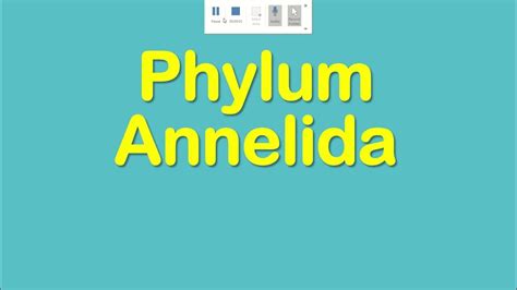 Phylum Annelida Xi Biology Youtube