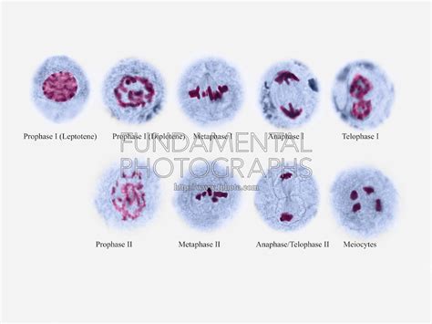 Meiosis Stages