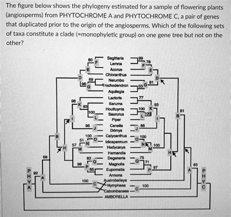 The Figure Below Shows The Phylogeny Estimated For A Sample Of Flowering Plants Angiosperms From