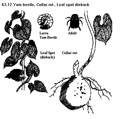 Know The Yam Spiny Stem Bulbils And Twining Habit