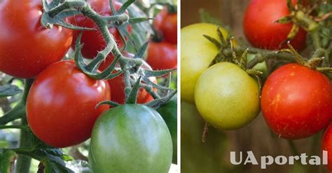 Як збільшити врожай помідорів правила поливу помідорів