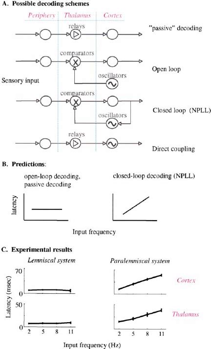 our working hypothesis for temporal encoding decoding in the rat