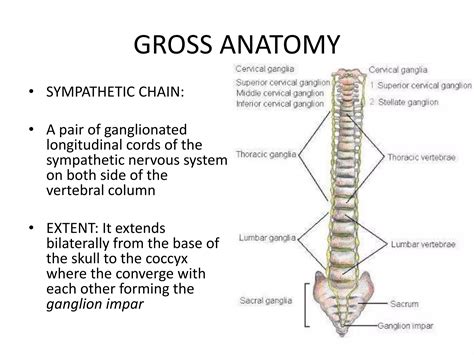 Relevant Anatomy Of Sympathetic Ganglia Pptx