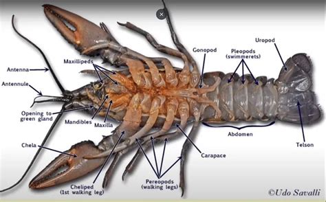 Male Vs Female Crayfish Differences Illustrated Acuario Pets Fish