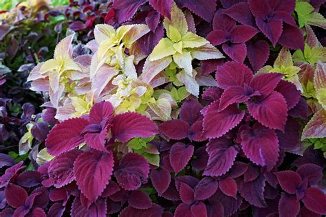 무료 이미지 나무 집 밖의 꽃잎 꽃 무늬의 녹색 빨간 자연스러운 식물학 정원 플로라 시즌 식물의 이파리 원예 관목 꽃 배경 가을 꽃 꽃