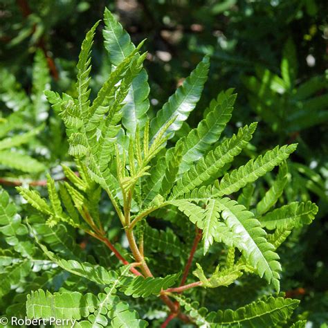 Fern Leaf Catalina Ironwood Waterwise Garden Planner