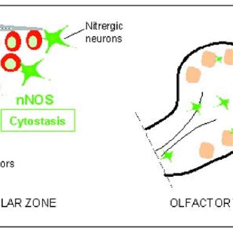 Image Summarizing The Distribution Of Nitrergic Neurons And The Effects