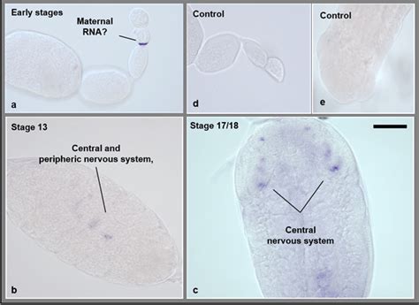 In Situ Hybridization Of Pale Transcripts Within Virginoparae Embryos