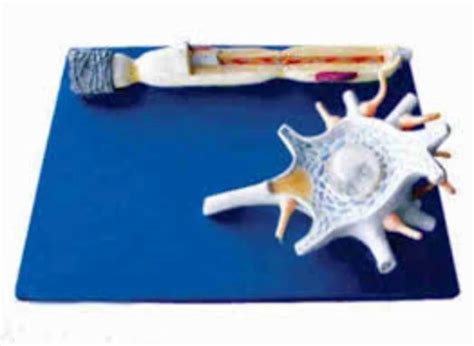 Neuron Model Human Neuron Model Latest Price Manufacturers And Suppliers