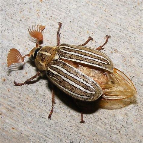 Ten Lined June Beetle Identification Life Cycle Facts And Pictures