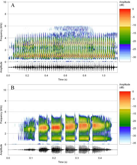Audiospectrogram Top And Oscillogram Below Of Advertisement Call Of