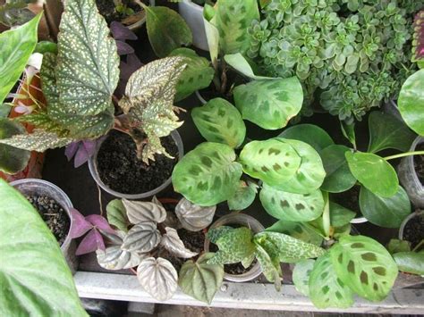 შორენას ყვავილები