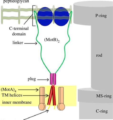 Schematic Of The Stator And Rotor Components In The Stator Complex Download Scientific