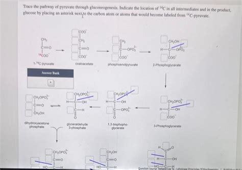 Solved Trace The Pathway Of Pyruvate Through