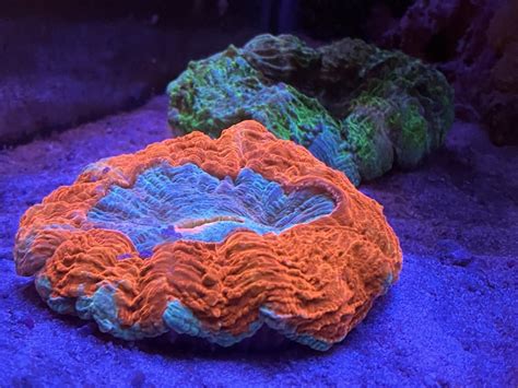 Acanthophyllia Carehow Difficult Are They Reef2reef