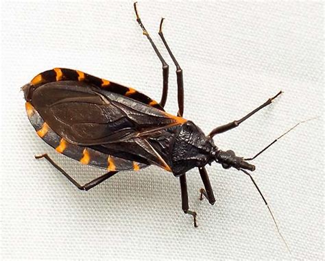 Chagas Disease Parasite Symptoms Complications Treatment