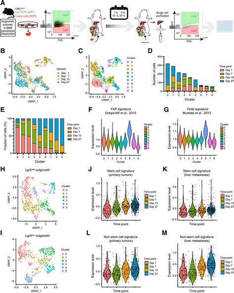 Mapping Cellular Phenotypes During In Vivo Formation Of Colorectal Download Scientific Diagram