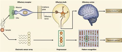Electronic Senses To Touch Us All Must Read For You