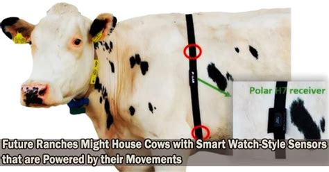 Future Ranches Might House Cows with Smart Watch-Style Sensors that are Powered by their ...