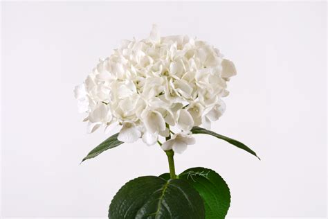 Hydrangea Macrophylla On The Stem White