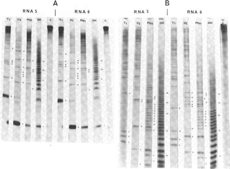 Figure 1 From Nucleotide Sequences At The 5 Termini Of Influenza Virus