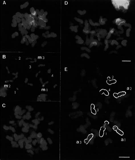 A E Fluorescent In Situ Hybridization Of Root Tip Metaphases From Wheat Download Scientific