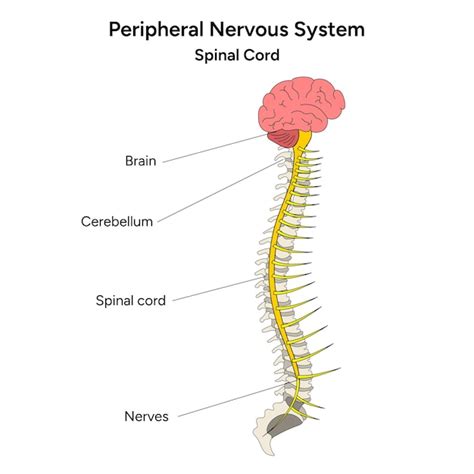 Premium Vector Peripheral Nervous System And Spinal Cord Medical Infographic In Vector