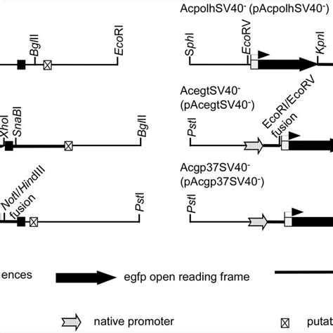 Pdf The Influence Of Sv40 Polya On Gene Expression Of Baculovirus