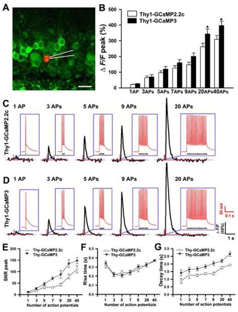 Figure 1 From Imaging Neural Activity Using Thy1 Gcamp Transgenic Mice Semantic Scholar