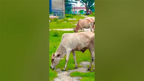 Jaihunmantonaam Leyja Youtub Looks Jaidevsingh Youtube