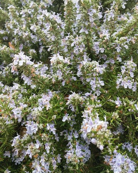 Edible Trailing Rosemary