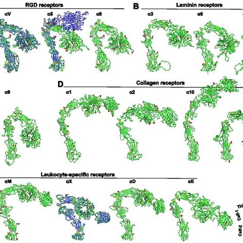 Alphafold2 Structures Of 8 Human β Integrins The Alphafold2 Structures
