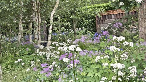 How To Grow Delphiniums From Seed Homes And Gardens