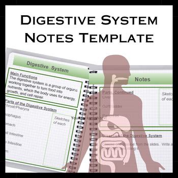 Human Body Systems Digestive System Interactive Notebook Template