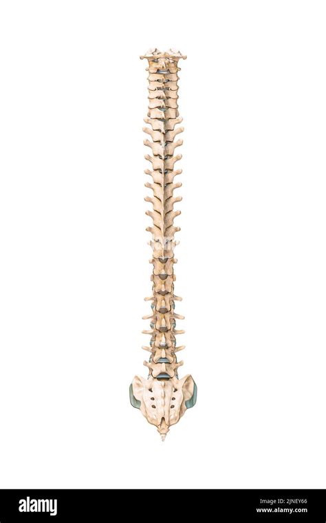 Accurate Posterior Or Back View Of Human Spine Bones Or Vertebrae