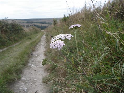 Wednesday Weed Yarrow Bug Woman Adventures In London