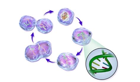 Flow Cytometry Services Axela Bio
