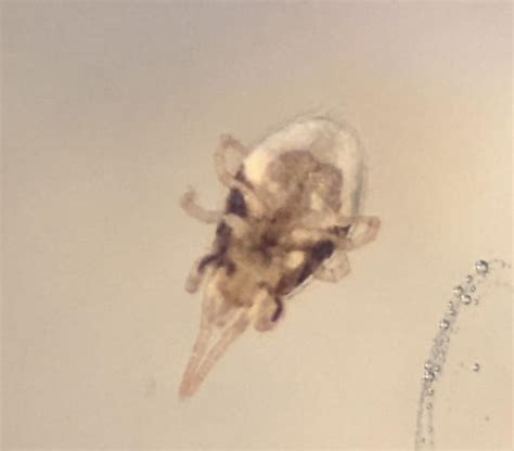 Potential Bird Mite Or Bed Bug Bugguidenet