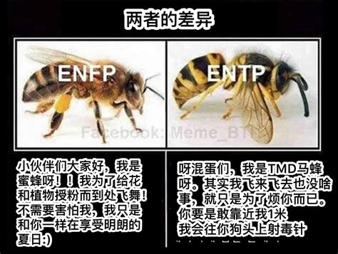 Mbti表情包 哔哩哔哩