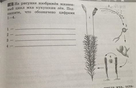 на рисунке изображен жизненный цикл мха кукушкин лен подпишите что обозначено цифрами 1 4